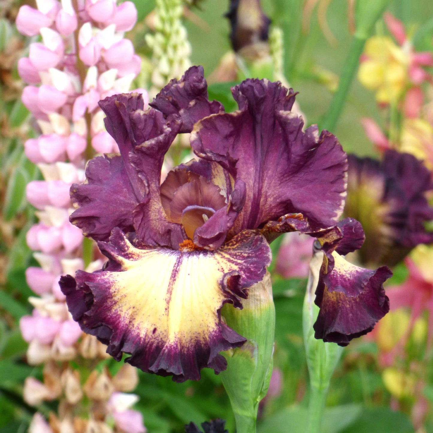 Bearded Iris - Blood Moon | Fall Flower Bulbs | Eden Brothers