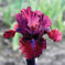Bearded Iris Bulbs - Bounce | Fall Flower Bulbs | Eden Brothers