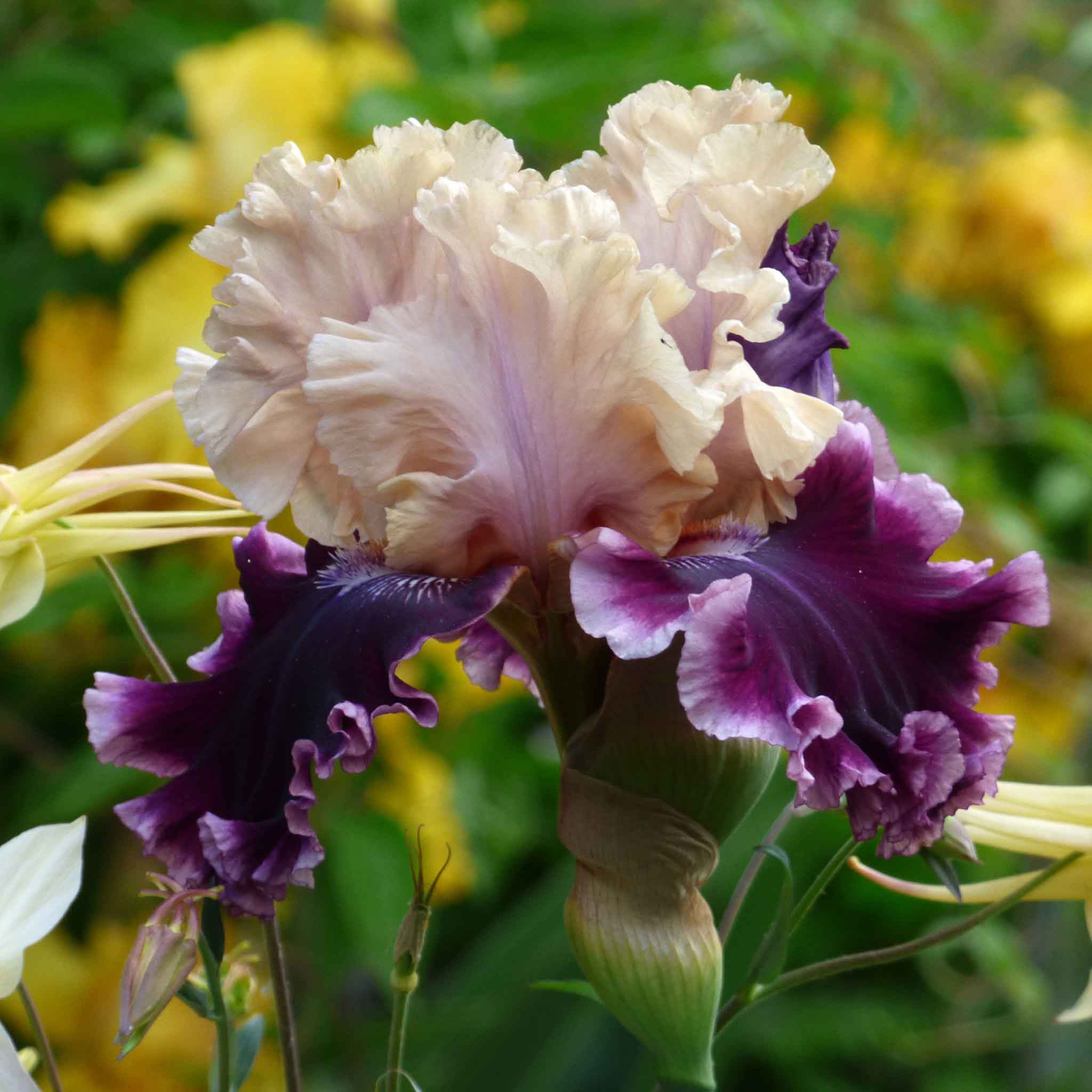 Bearded Iris Bulbs - But Darling | Fall Flower Bulbs | Eden Brothers