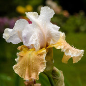 Bearded Iris | Shop 50 Varieties | Eden Brothers – Page 3