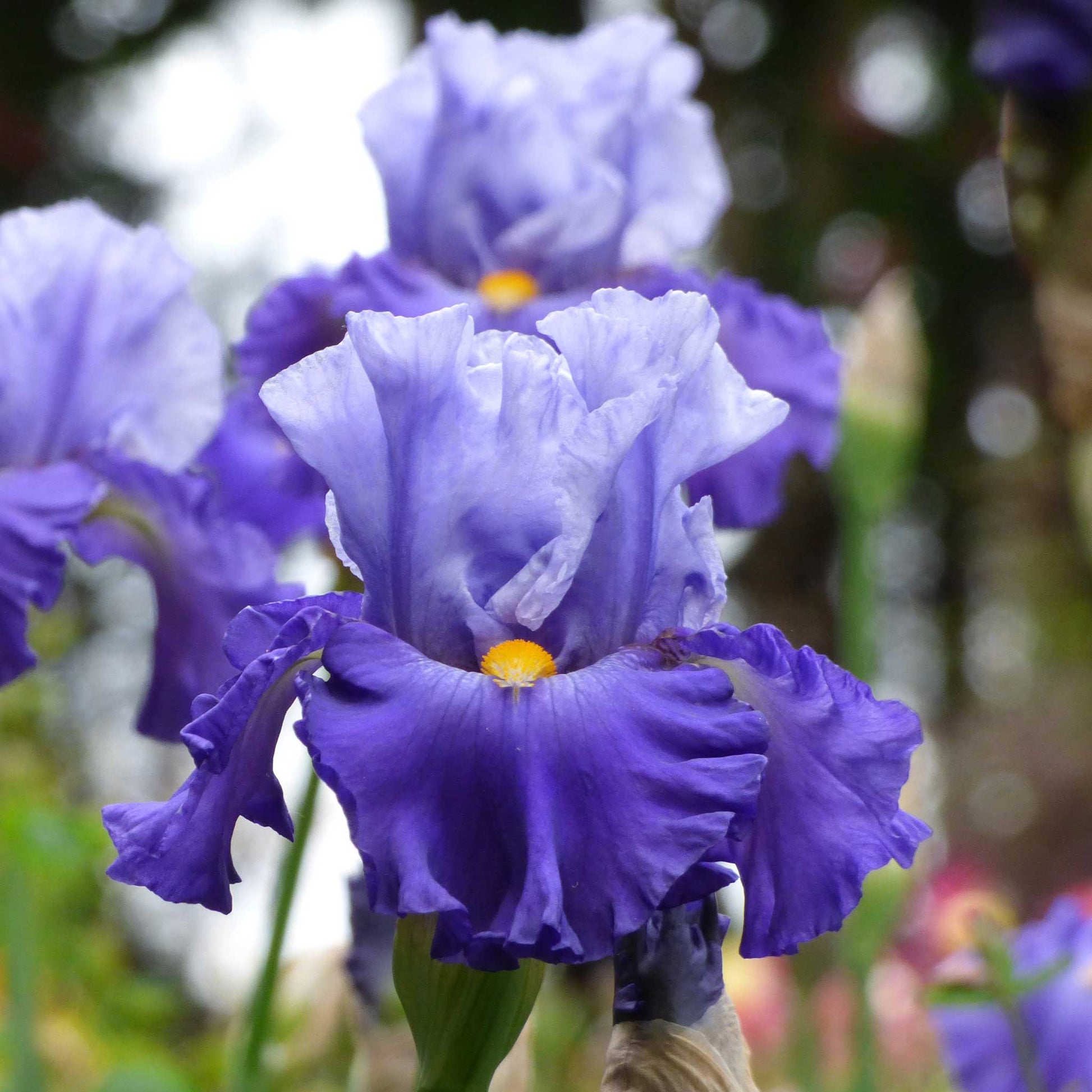 Bearded Iris - Cubs Win It | Fall Flower Bulbs | Eden Brothers