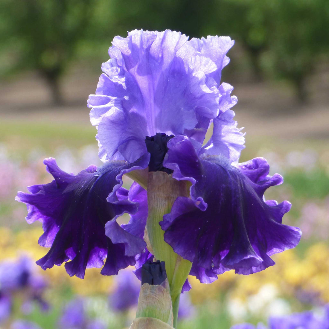 Bearded Iris - Cybergrape | Fall Flower Bulbs | Eden Brothers