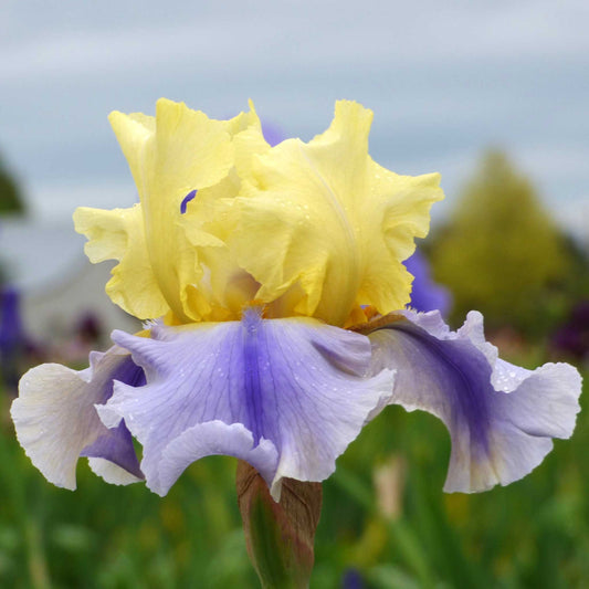 Bearded Iris | Shop 50 Varieties | Eden Brothers – Page 3