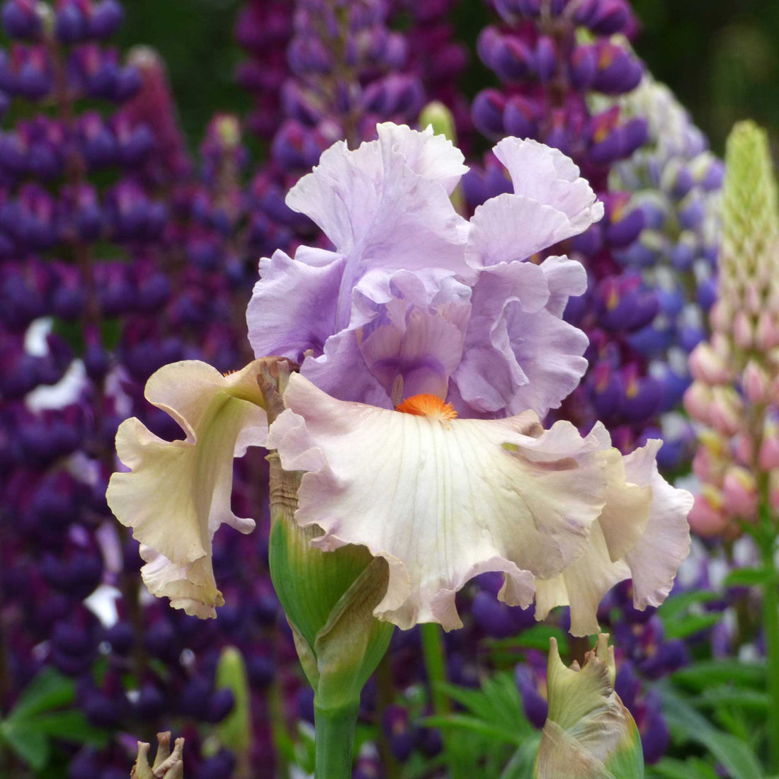 Bearded Iris - Enraptured | Fall Flower Bulbs | Eden Brothers
