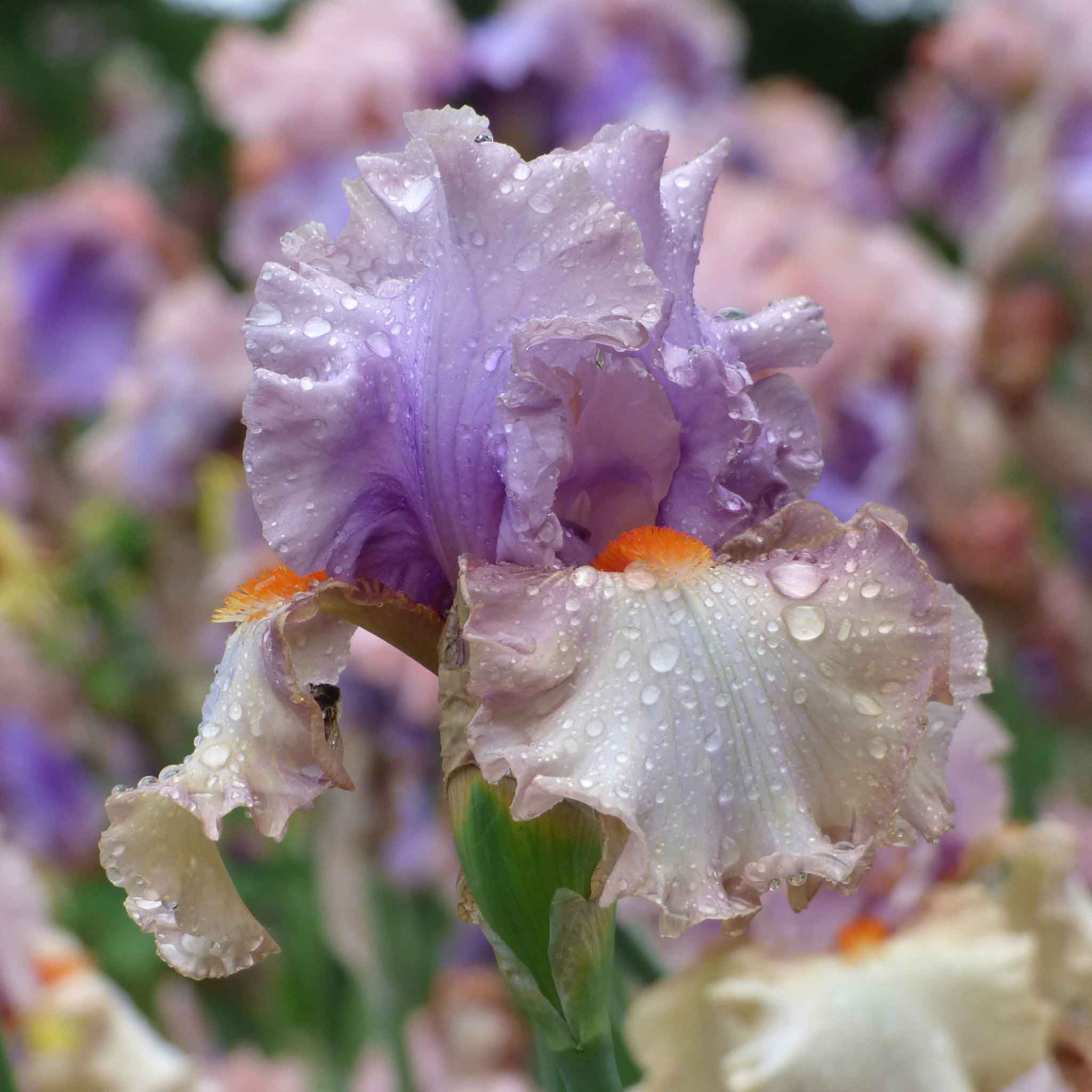 Bearded Iris - Enraptured | Fall Flower Bulbs | Eden Brothers