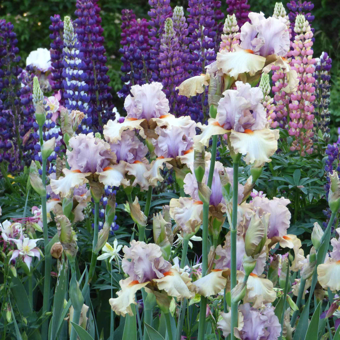 Bearded Iris - Enraptured | Fall Flower Bulbs | Eden Brothers