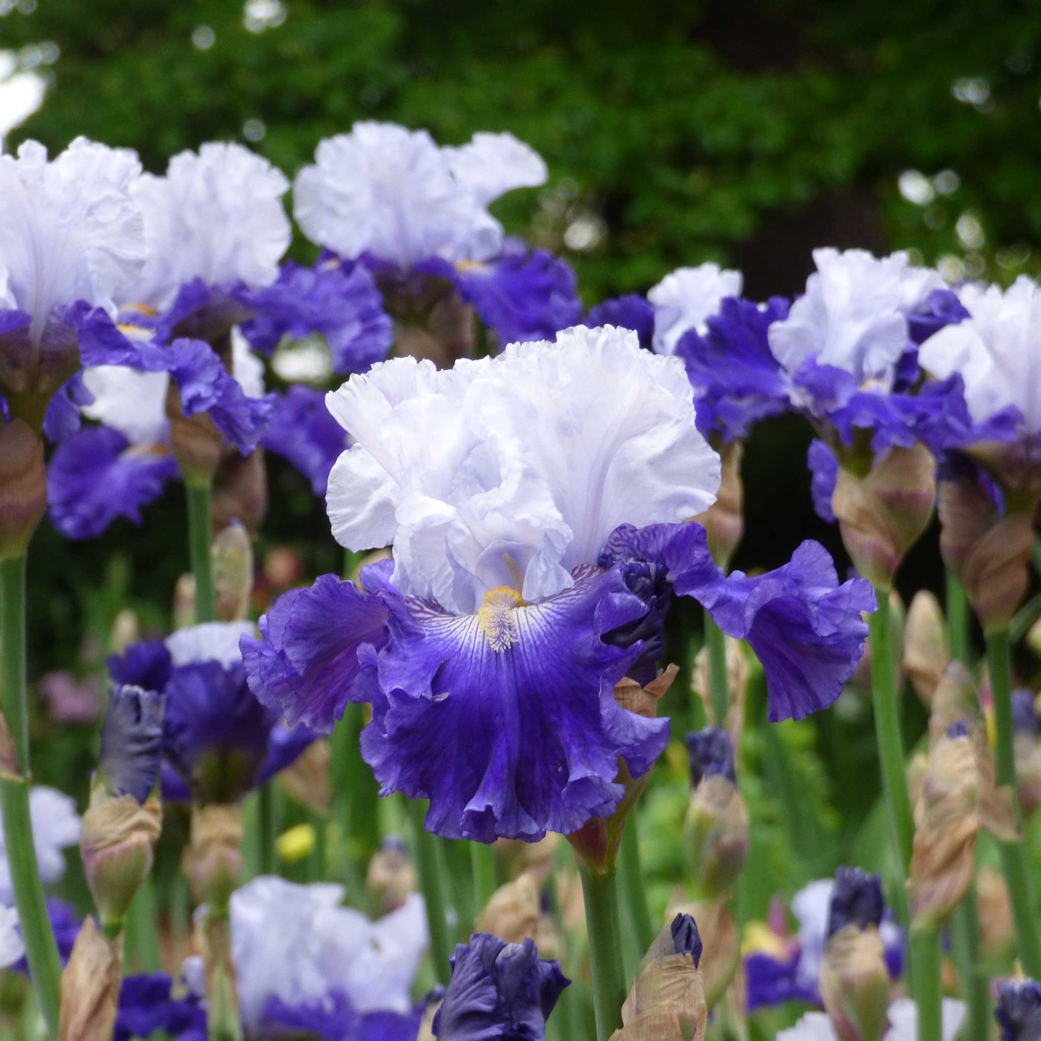 Bearded Iris Bulbs - Fx Schreiner | Fall Flower Bulbs | Eden Brothers