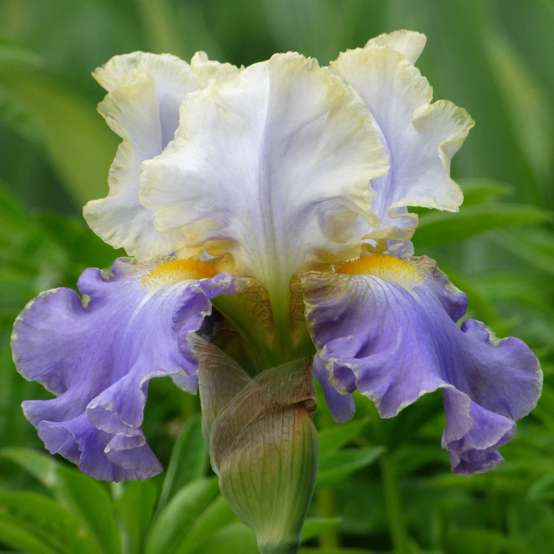 Bearded Iris - Gilt-Edged Bond | Fall Flower Bulbs | Eden Brothers