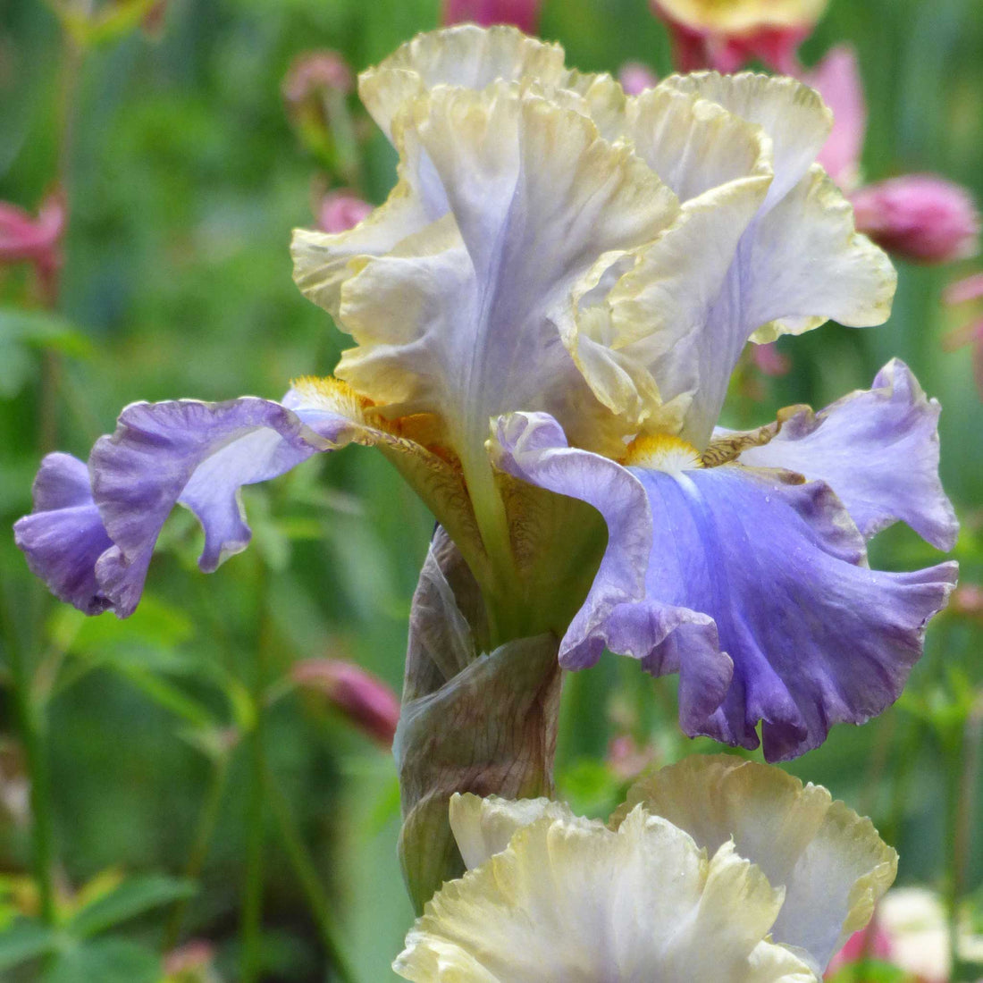 Bearded Iris - Gilt-Edged Bond | Fall Flower Bulbs | Eden Brothers