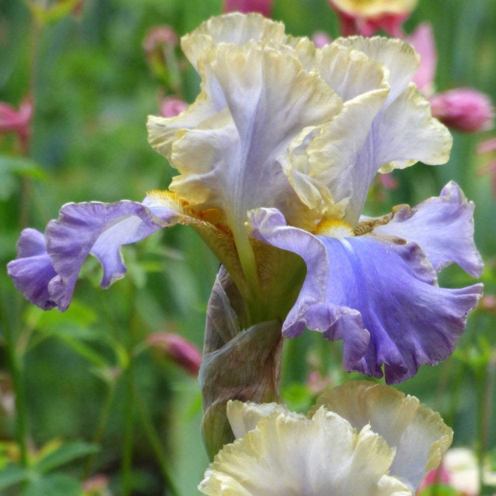 Bearded Iris - Gilt-Edged Bond | Fall Flower Bulbs | Eden Brothers