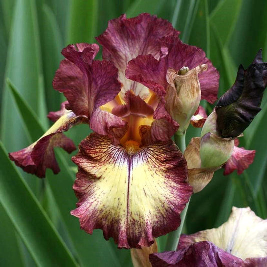 Bearded Iris | Shop 50 Varieties | Eden Brothers – Page 2