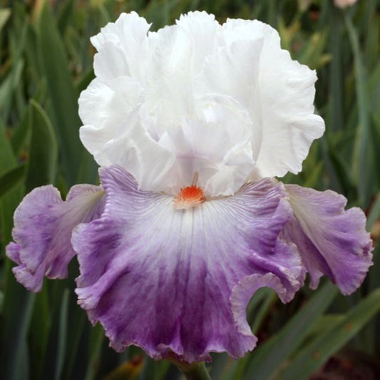 Bearded Iris | Shop 50 Varieties | Eden Brothers – Page 4