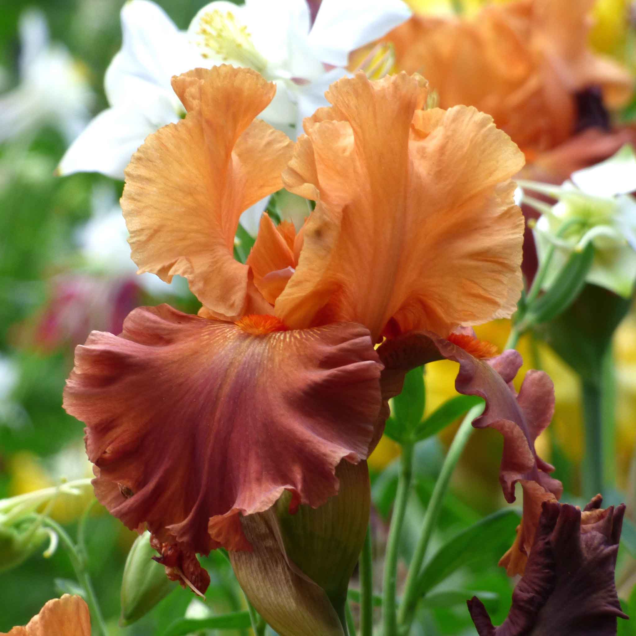 Bearded Iris - Lovely Senorita | Fall Flower Bulbs | Eden Brothers