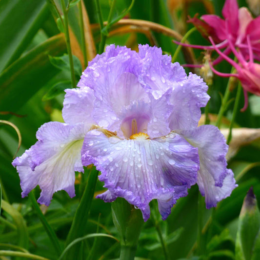 Bearded Iris | Shop 50 Varieties | Eden Brothers – Page 3