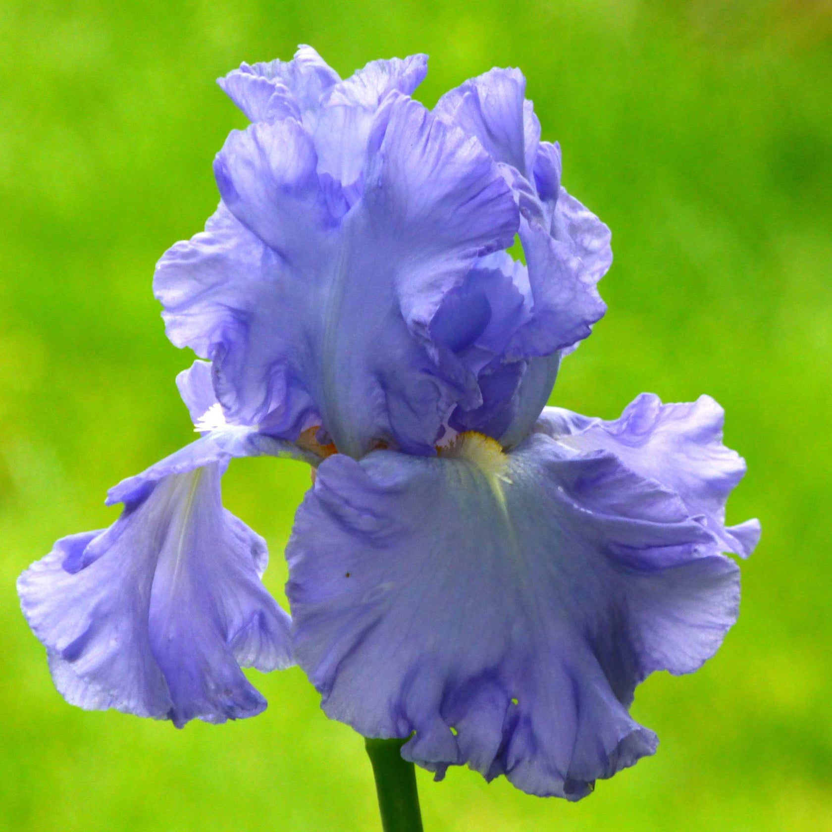Re-Blooming Bearded Iris Bulbs - Open Ocean | Fall Flower Bulbs | Eden ...
