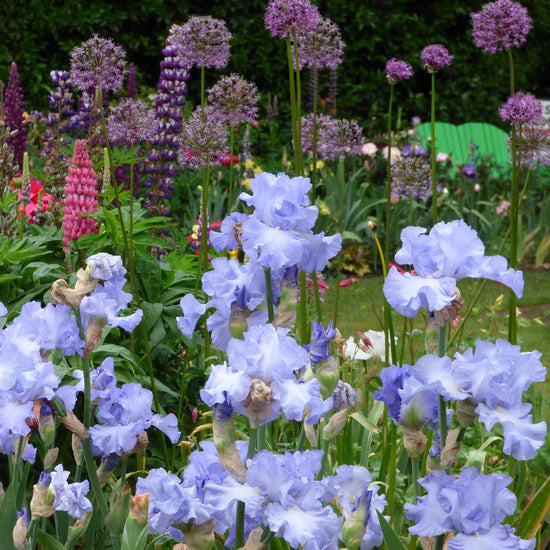 Re-Blooming Bearded Iris Bulbs - Open Ocean | Fall Flower Bulbs | Eden ...