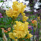 Re-Blooming Bearded Iris - Oregon Firestorm | Fall Flower Bulbs | Eden ...