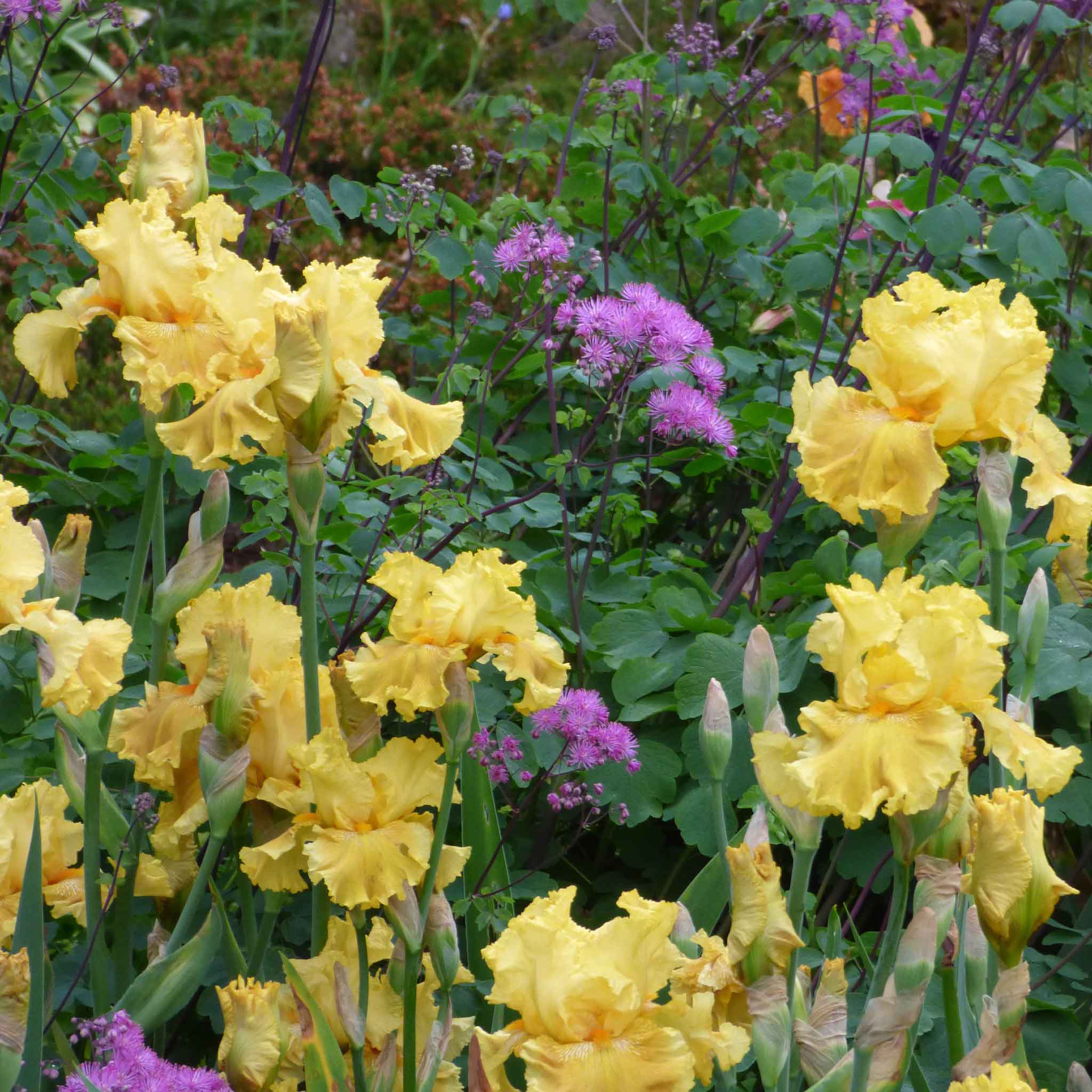 Re-Blooming Bearded Iris - Oregon Firestorm | Fall Flower Bulbs | Eden ...