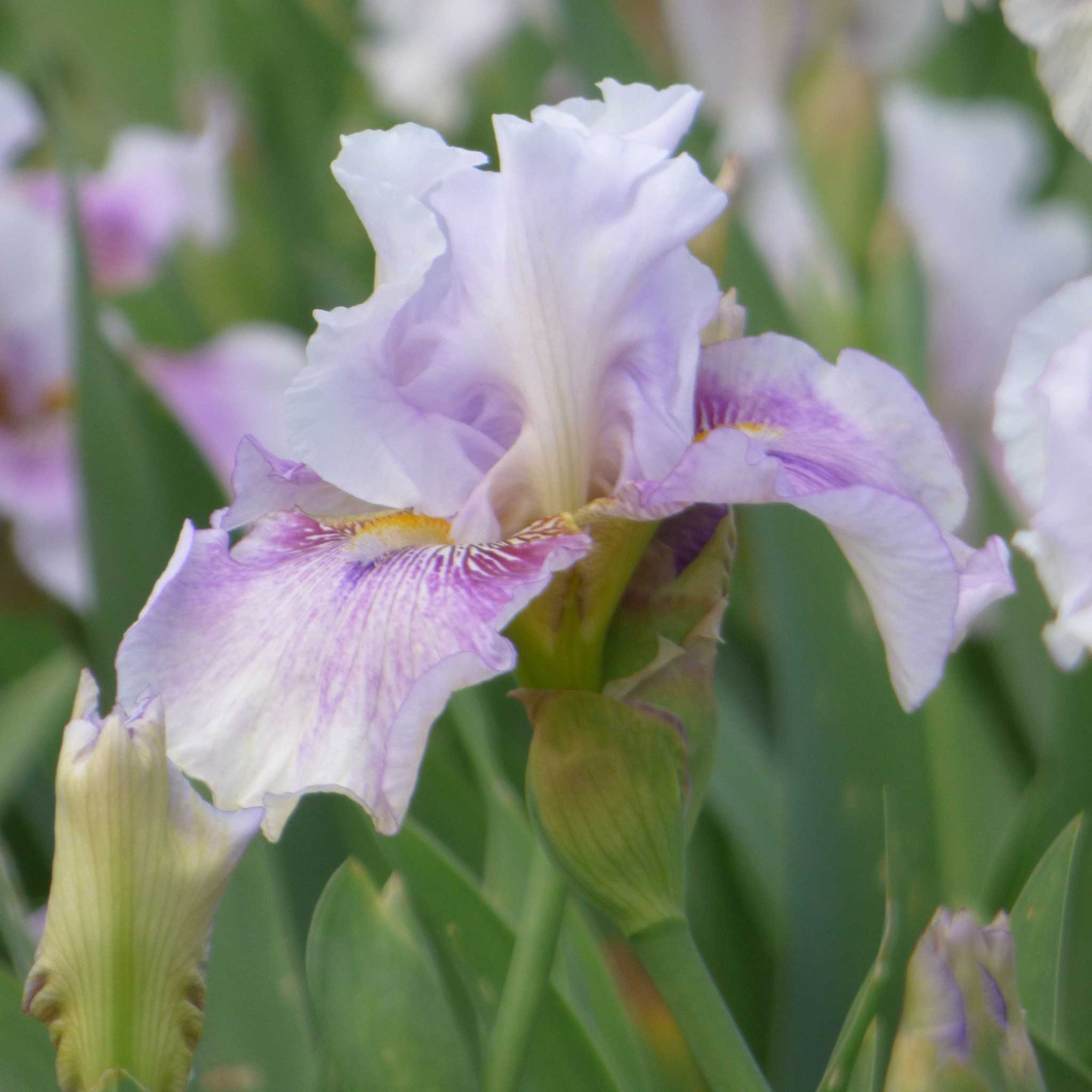 Bearded Iris Bulbs - Pickathon | Fall Flower Bulbs | Eden Brothers