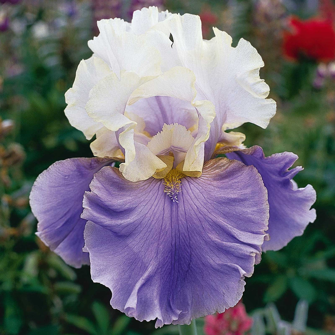 Bearded Iris - Purple Mix | Fall Flower Bulbs | Eden Brothers