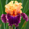 Bearded Iris - Rasputin | Fall Flower Bulbs | Eden Brothers