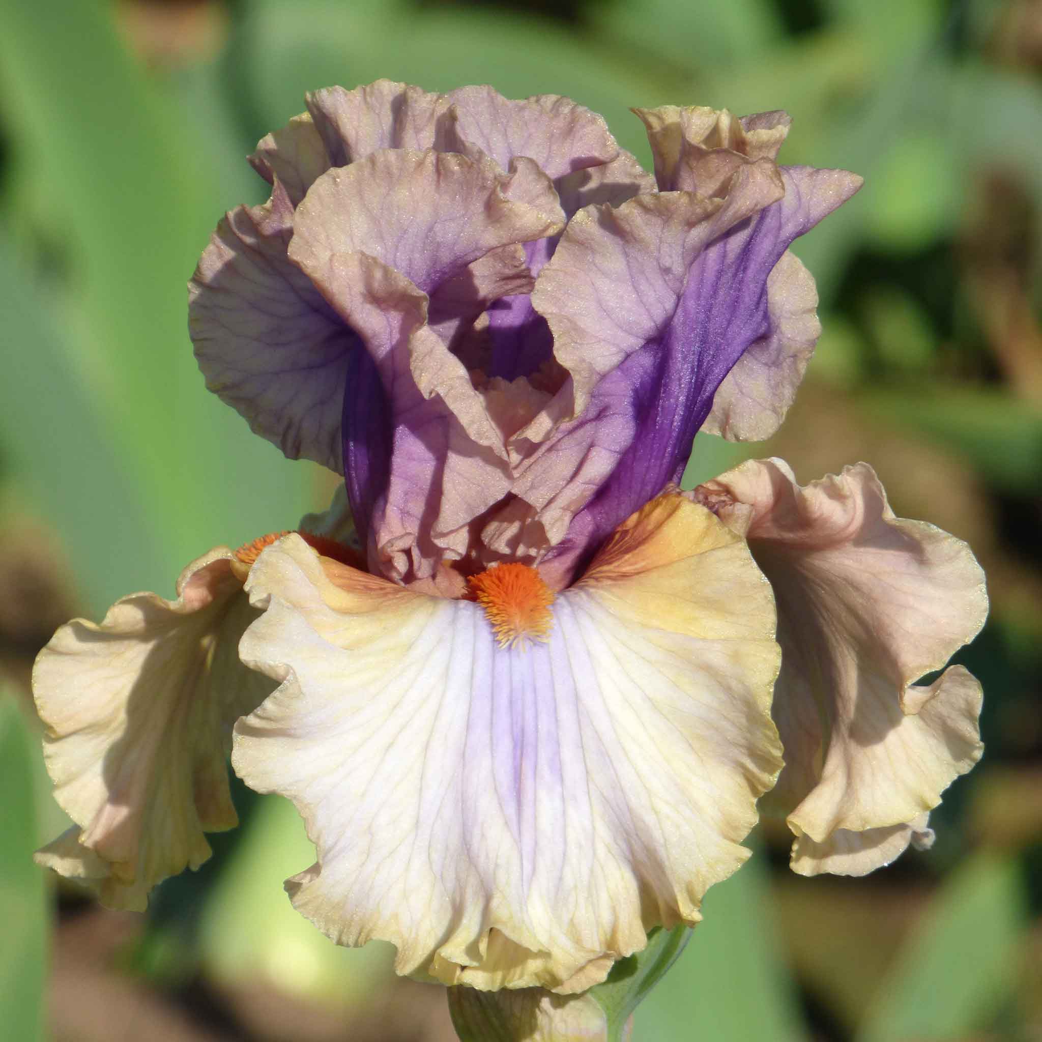 Bearded Iris Bulbs - Restless Spirit | Fall Flower Bulbs | Eden Brothers