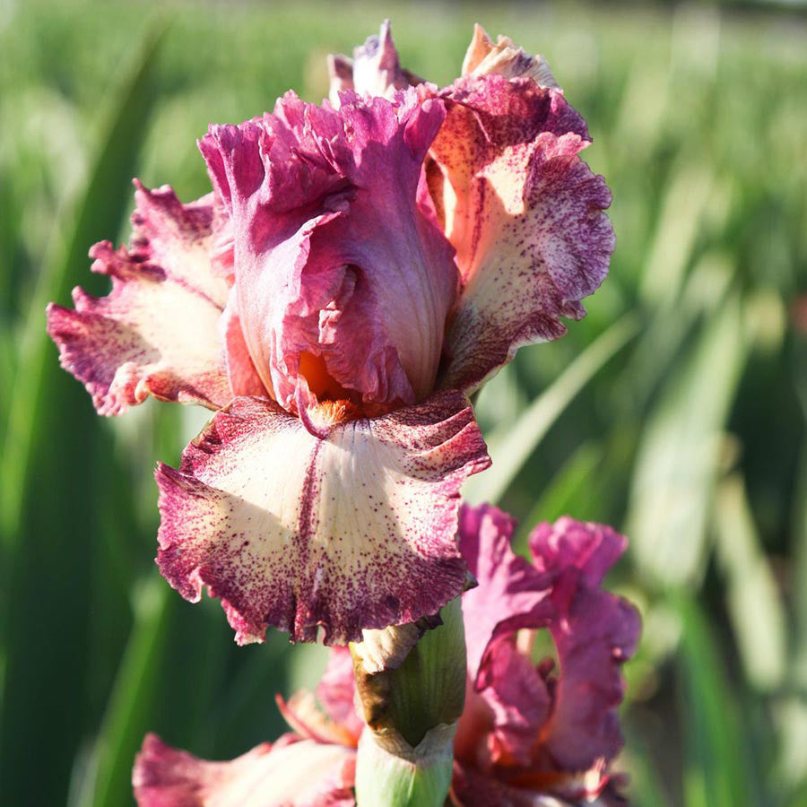 Re-Blooming Bearded Iris - Rock Star | Fall Flower Bulbs | Eden Brothers