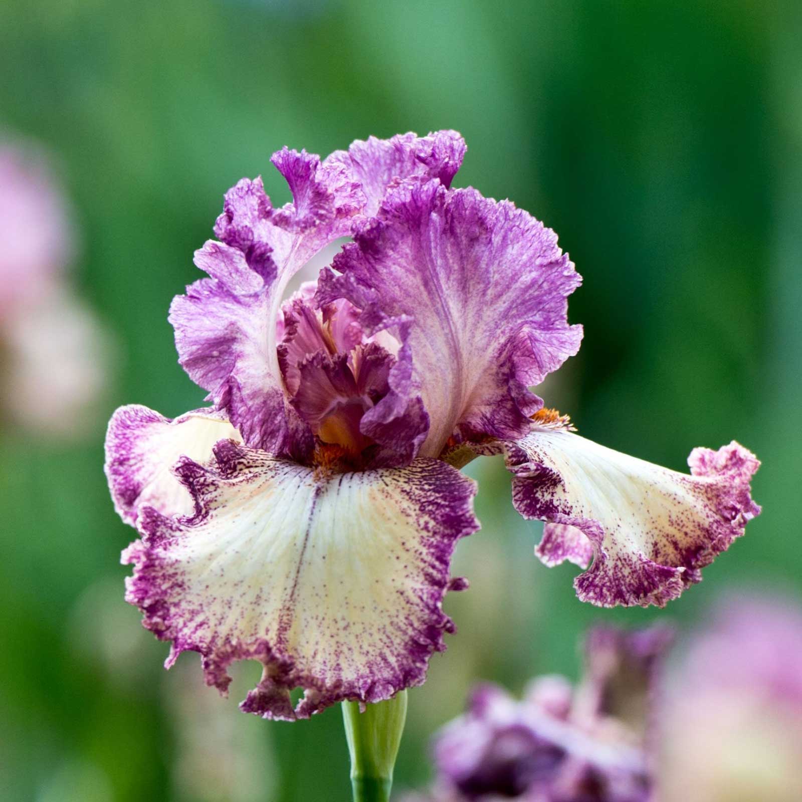 Re-Blooming Bearded Iris - Rock Star | Fall Flower Bulbs | Eden Brothers
