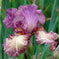 Re-Blooming Bearded Iris - Rock Star | Fall Flower Bulbs | Eden Brothers