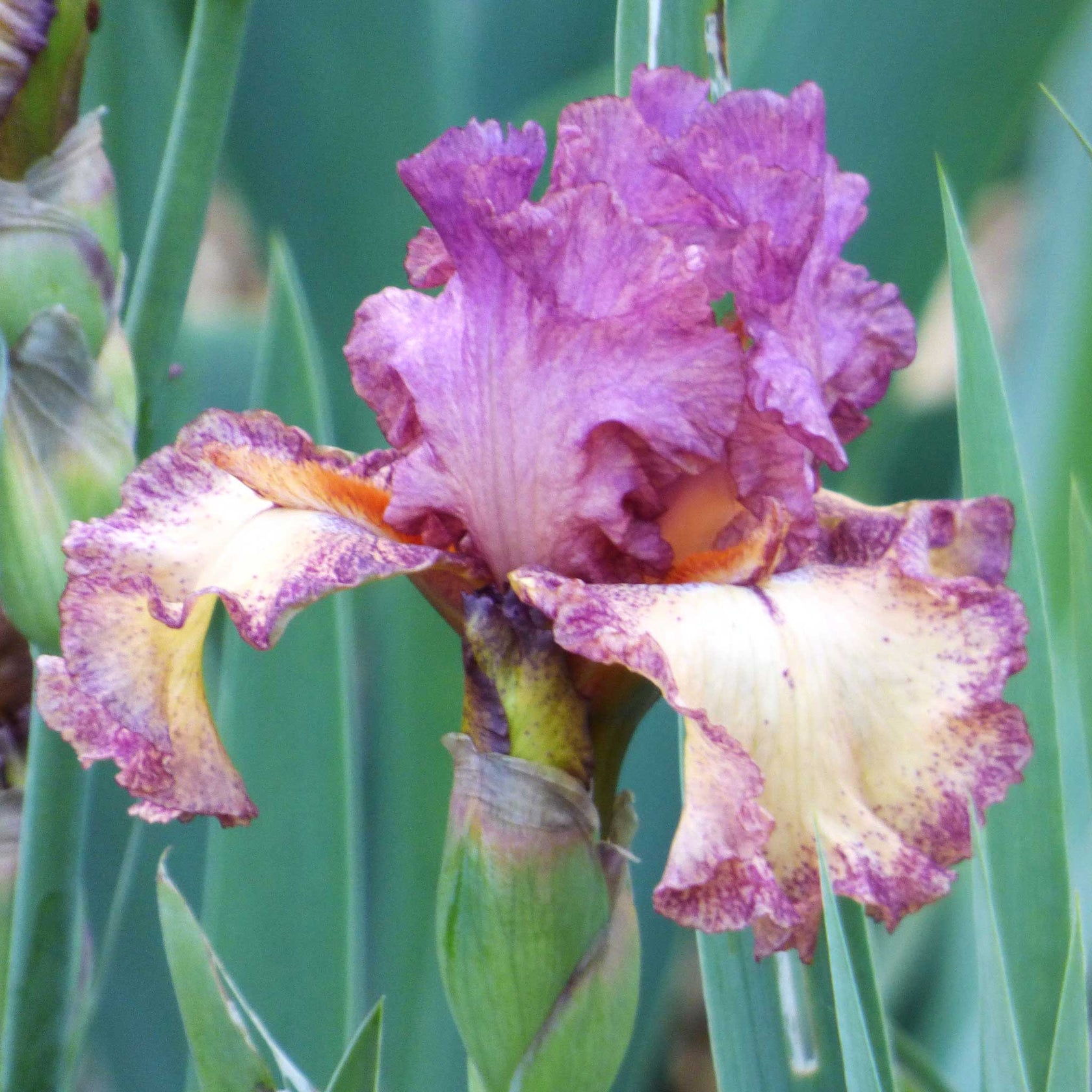 Re-Blooming Bearded Iris - Rock Star | Fall Flower Bulbs | Eden Brothers