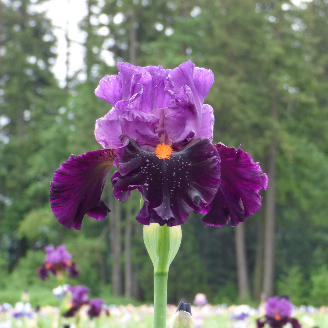 Bearded Iris Bulbs - Sharp Dressed Man | Fall Flower Bulbs | Eden Brothers