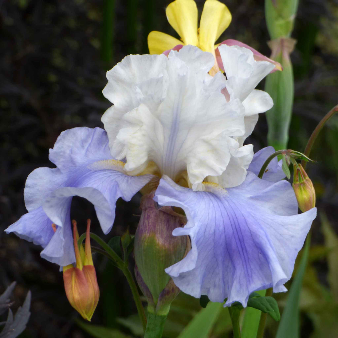 Bearded Iris Bulbs - Stairway To Heaven | Fall Flower Bulbs | Eden Brothers
