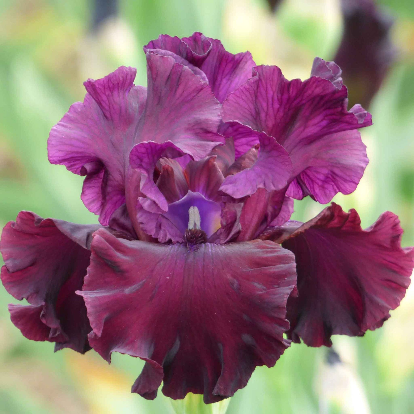 Bearded Iris Bulbs - Tin Cup Chalice | Fall Flower Bulbs | Eden Brothers