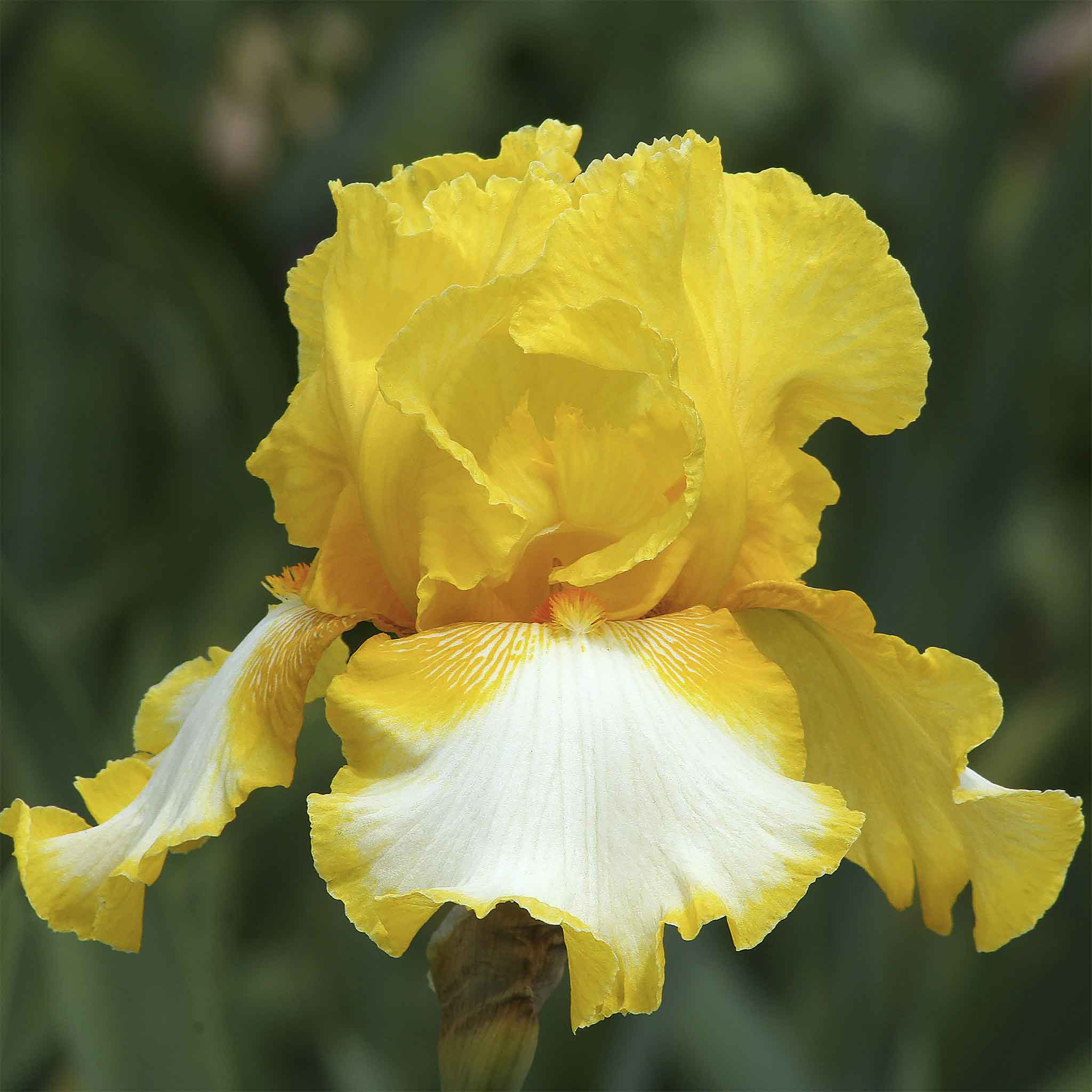 Bearded Iris Bulbs - Vested Interest | Fall Flower Bulbs | Eden Brothers