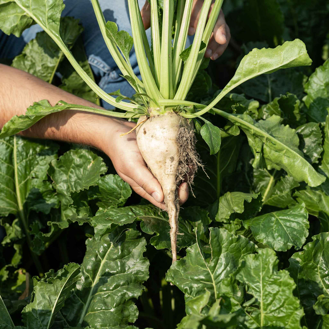 Sugar Beet Seeds | Vegetable Seeds in Packets & Bulk | Eden Brothers