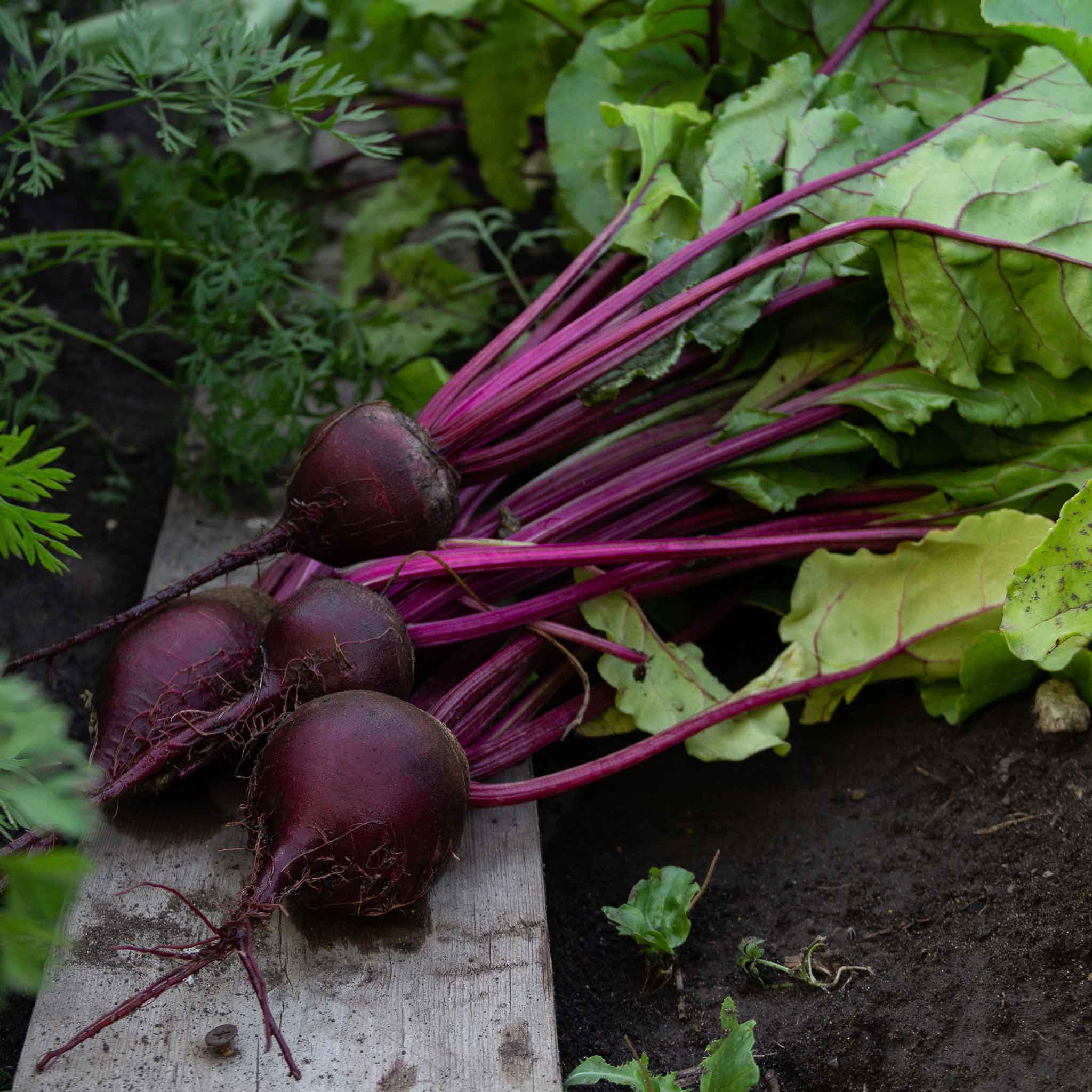 Beet Seeds - Detroit Dark Red | Vegetable Seeds in Packets & Bulk ...