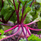 Organic Beet Seeds - Detroit Dark Red | Vegetable Seeds in Packets ...