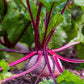 Organic Beet Seeds - Detroit Dark Red | Vegetable Seeds in Packets ...