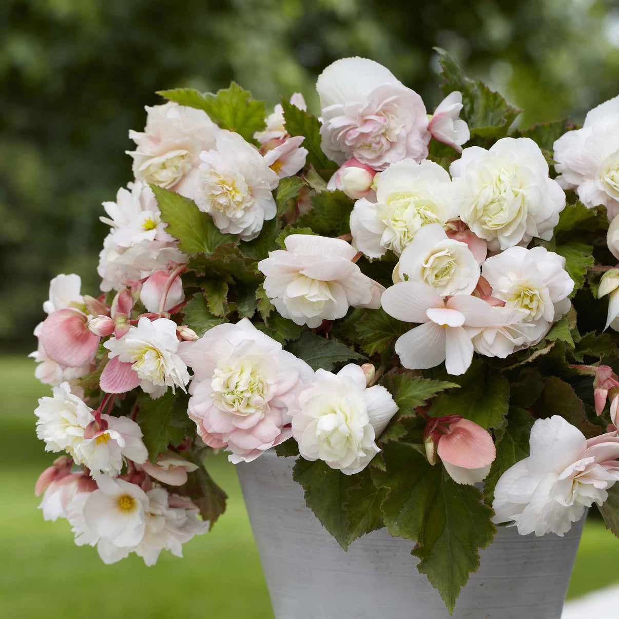 Begonia Bulbs - Angelique | Spring Flower Bulbs | Eden Brothers