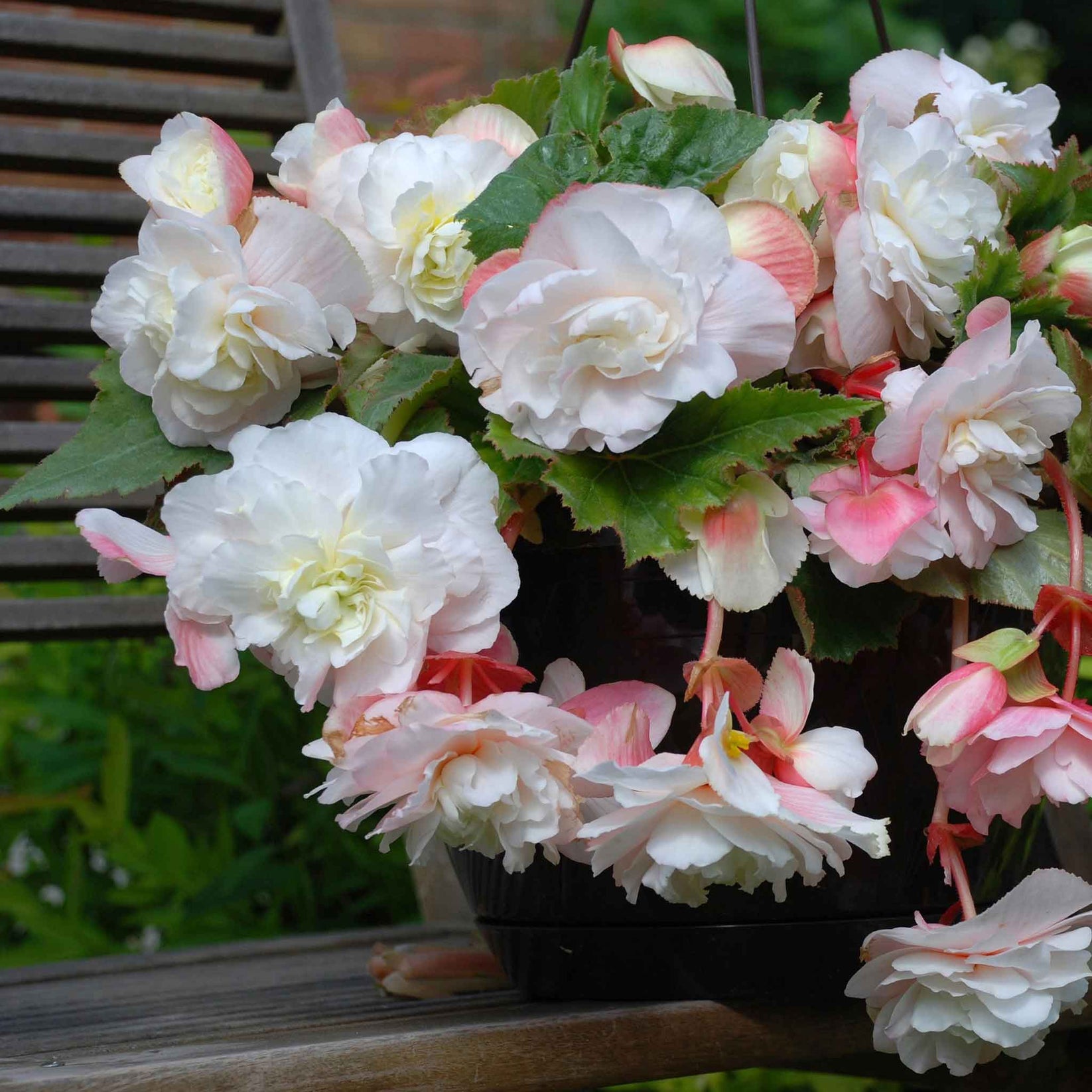 Begonia Bulbs - Angelique | Spring Flower Bulbs | Eden Brothers