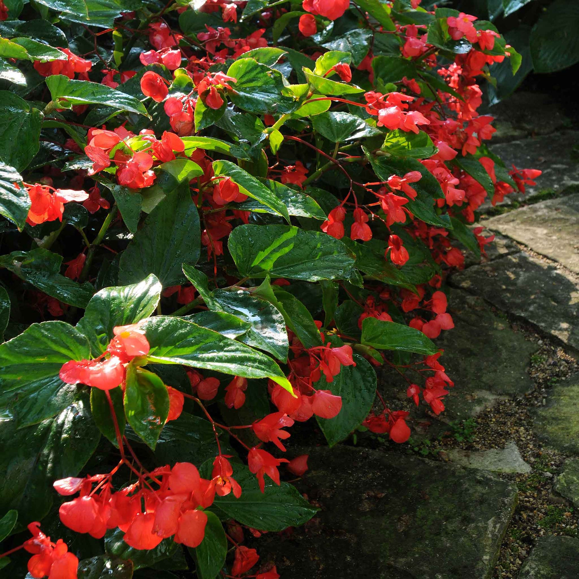 Begonia Seeds - Dragon Wing Red | Flower Seeds in Packets & Bulk | Eden ...