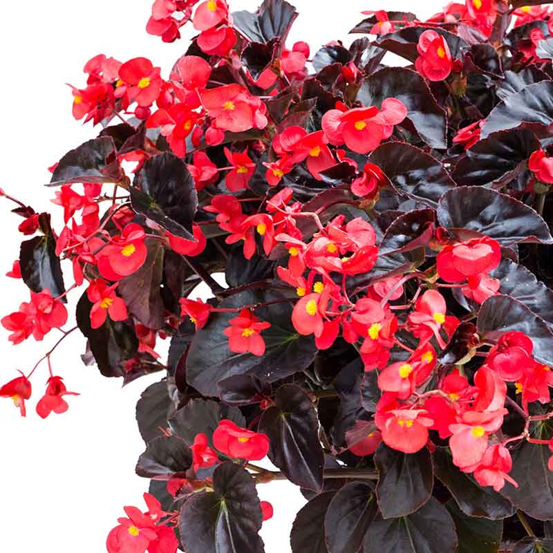 Begonia Seeds - Viking XL Red on Chocolate | Flower Seeds in Packets ...