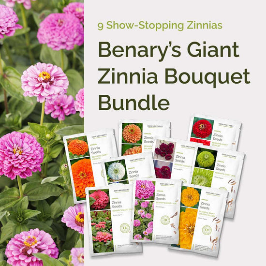 Benary’s Giant Zinnia Bouquet Bundle – Eden Brothers