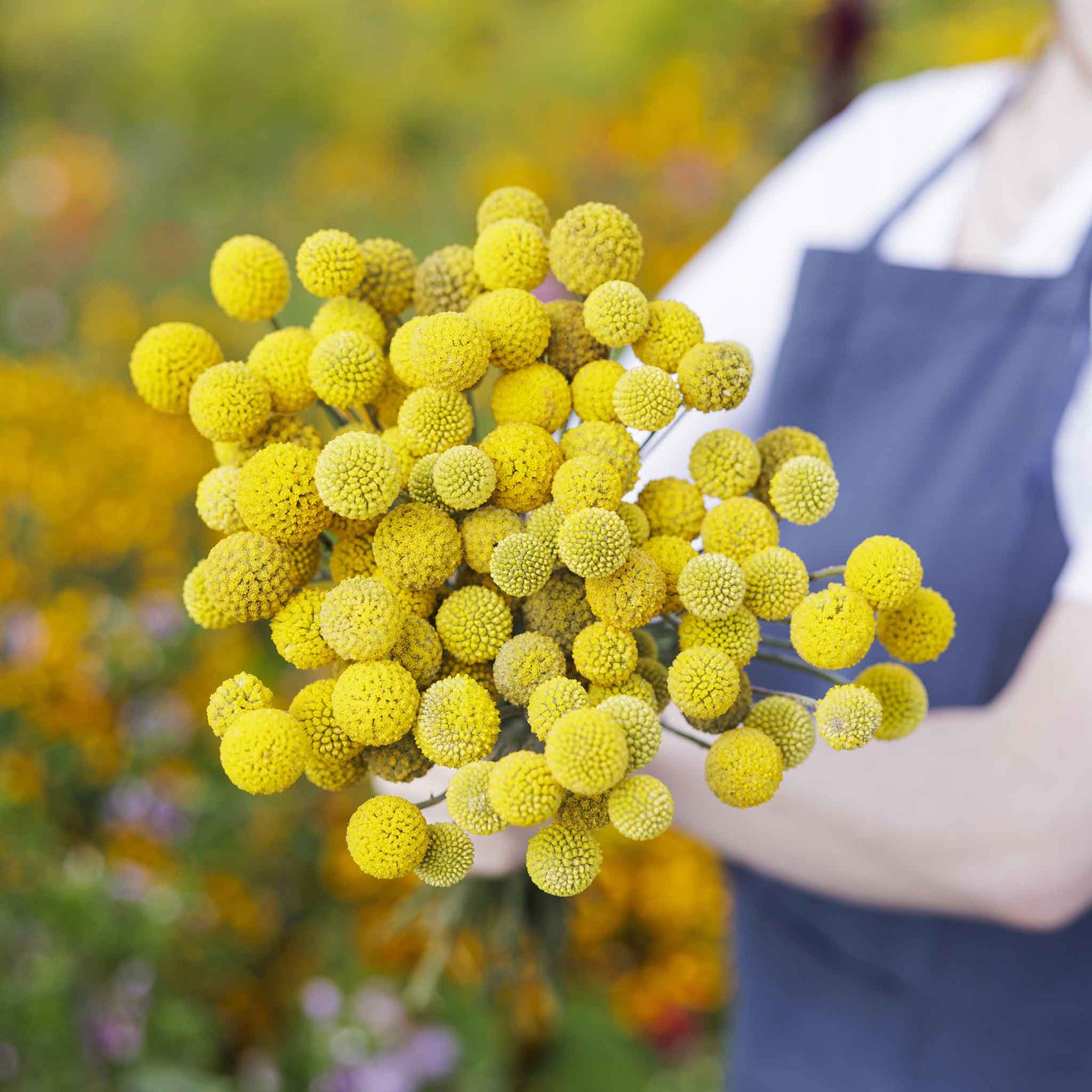 Billy Button Seeds | Flower Seeds | Eden Brothers