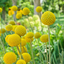 Billy Button Seeds | Flower Seeds | Eden Brothers