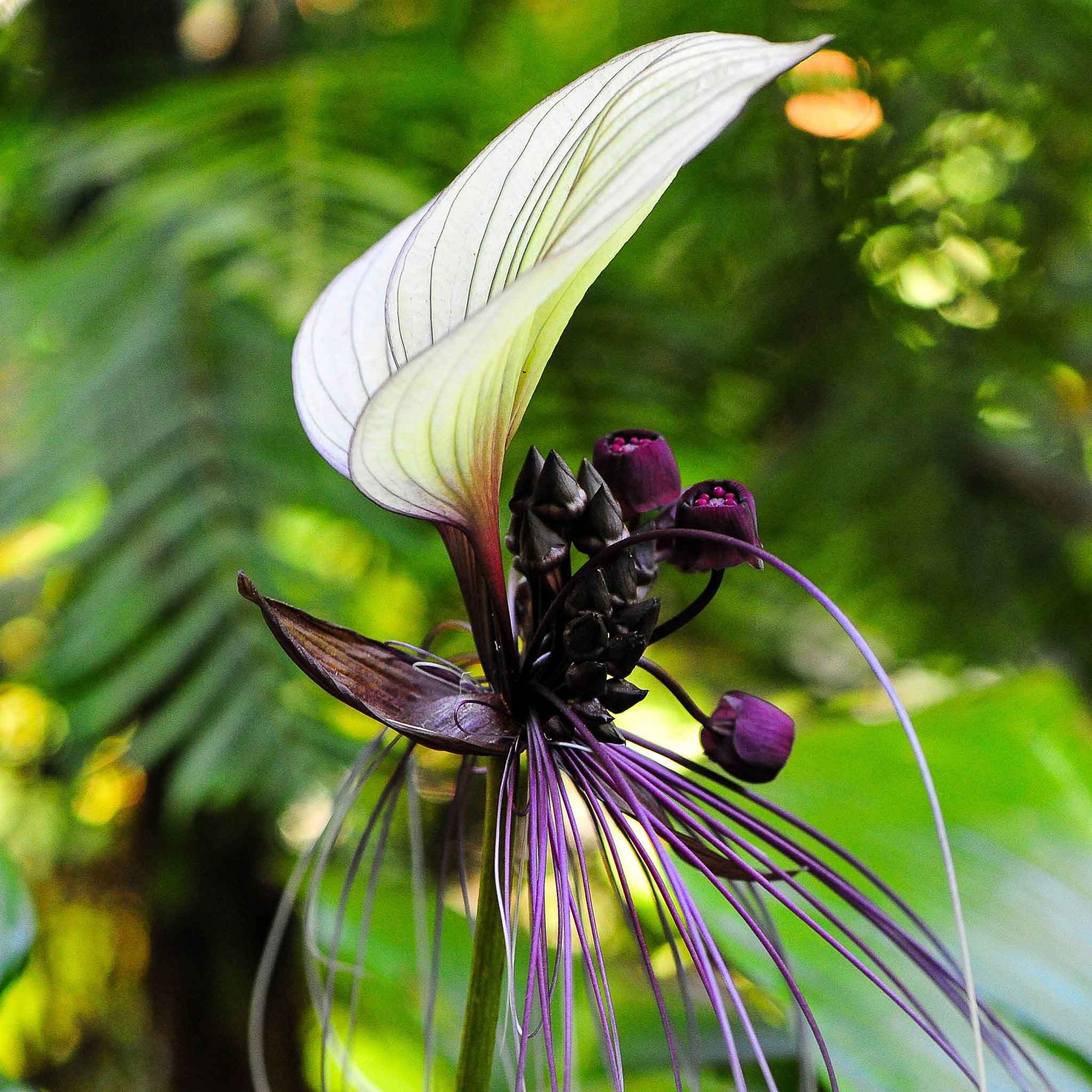 Black Bat Flower Seeds | Flower Seeds Eden Brothers