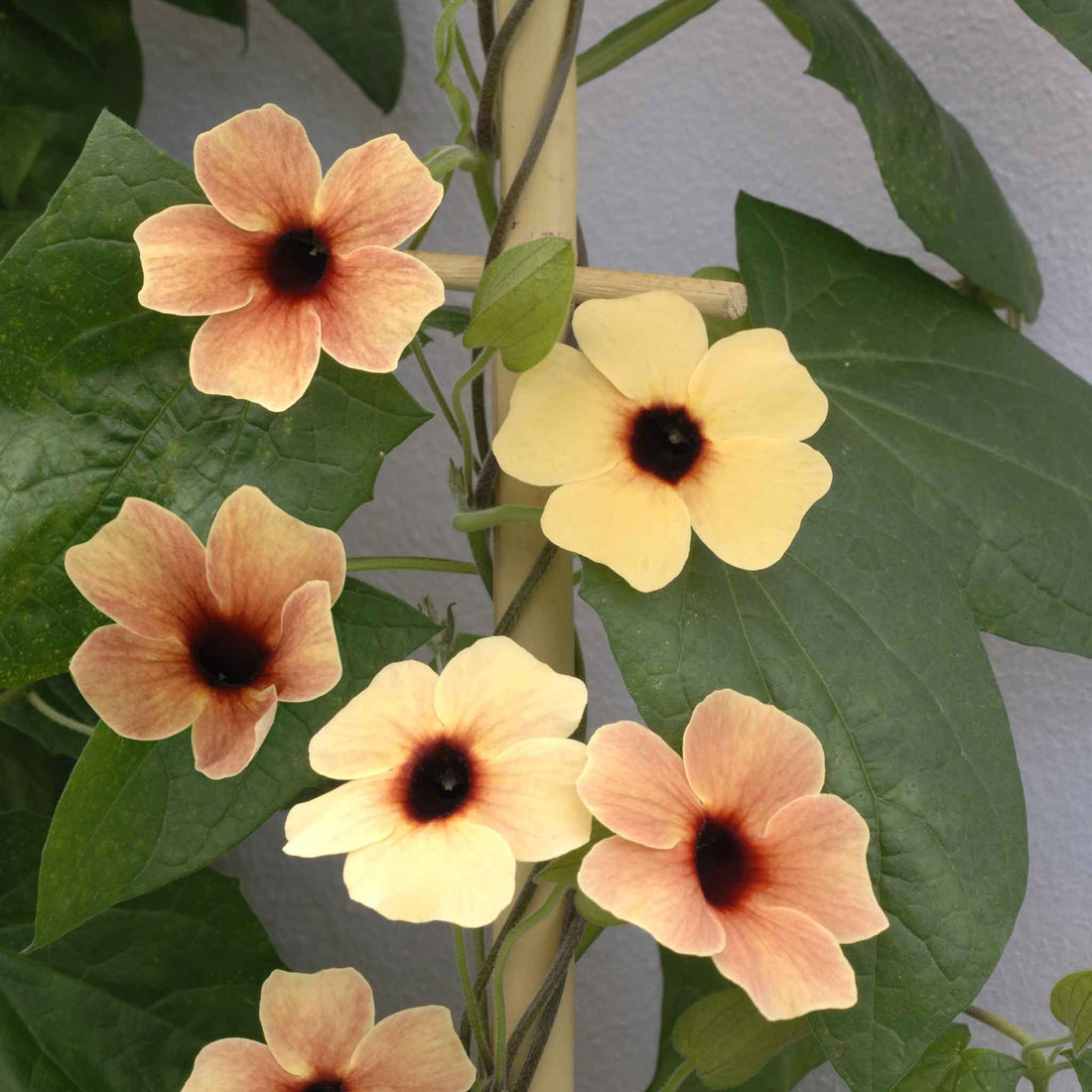 Black Eyed Susan Seeds - African Sunset Mix | Flower Seeds in Packets ...
