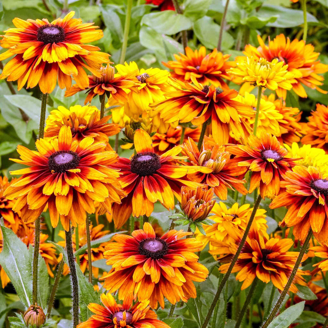 Black Eyed Susan Seeds - Cappuccino | Flower Seeds in Packets & Bulk ...