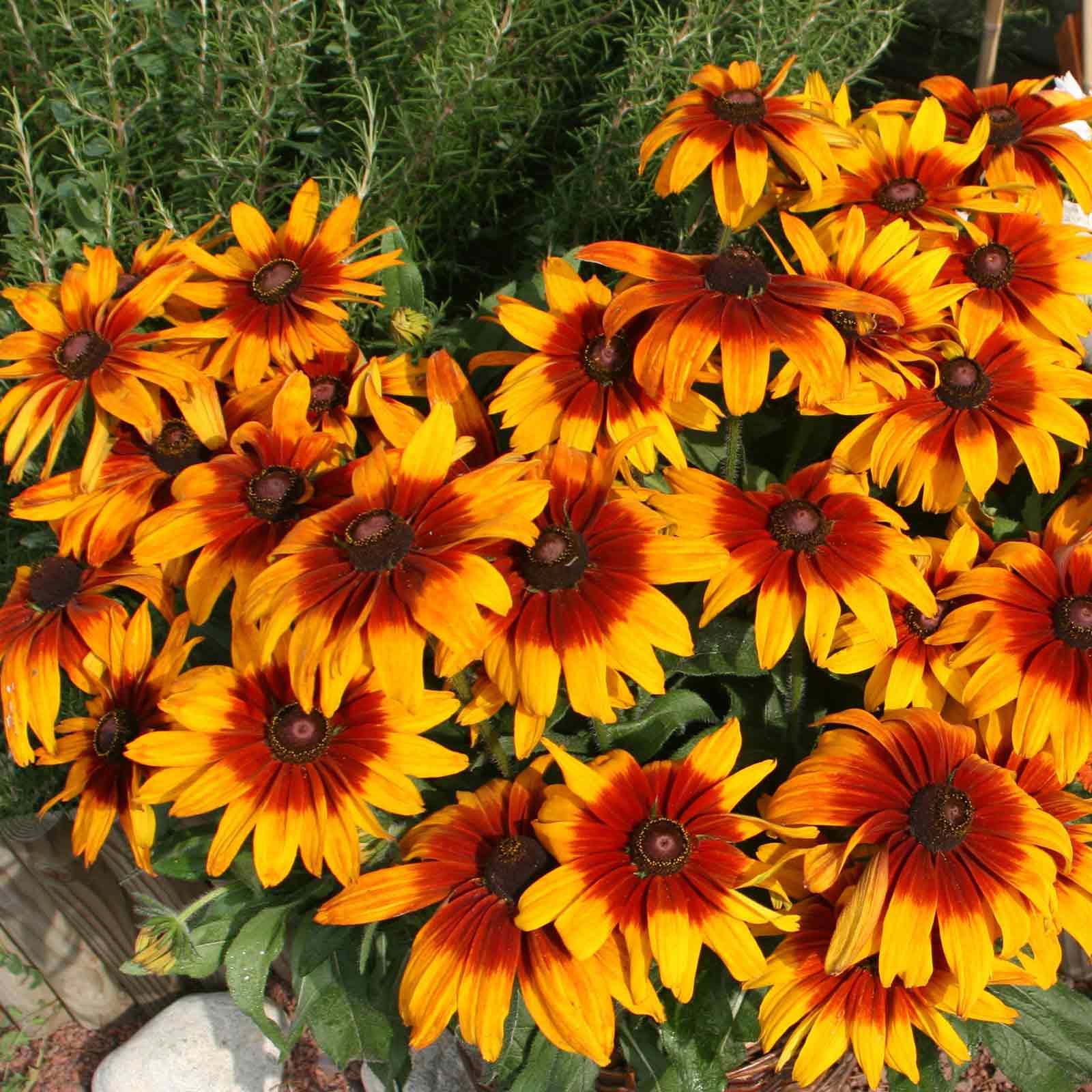 Black Eyed Susan Seeds - Cappuccino | Flower Seeds in Packets & Bulk ...