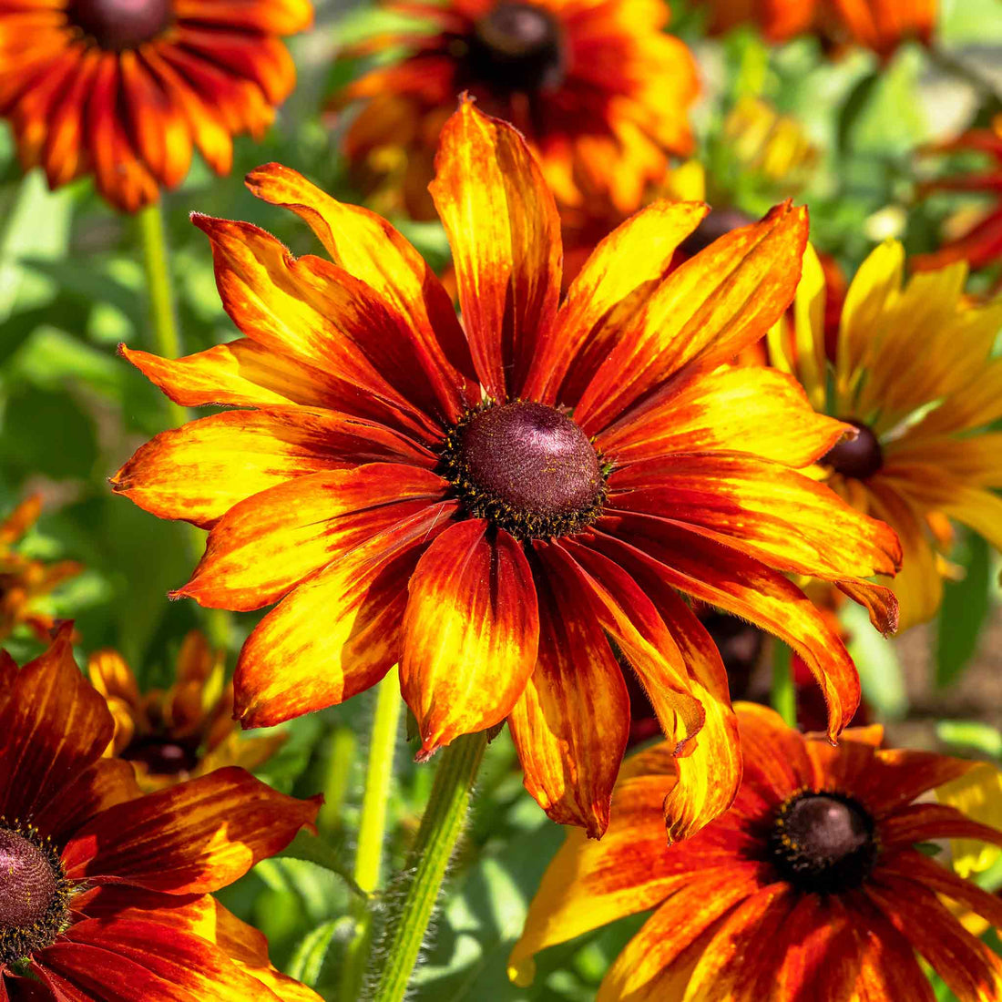 Black Eyed Susan Seeds - Cappuccino | Flower Seeds in Packets & Bulk ...